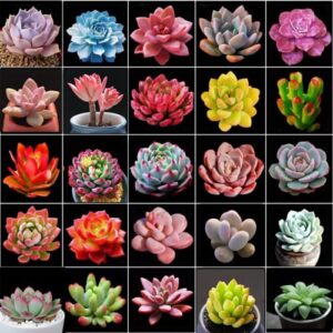 Mix Rare Succulent Seeds for Planting, DIY Bonsai Ornamental Plant Open Pollinated Seeds Hardy Perennial 800+