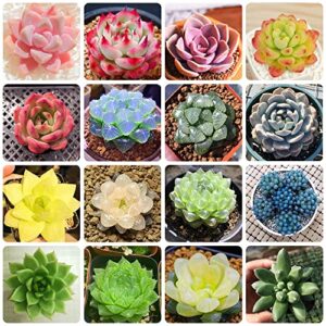 Mix Rare Succulent Seeds for Planting, DIY Bonsai Ornamental Plant Open Pollinated Seeds Hardy Perennial 800+