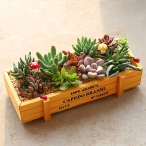 Mix Rare Succulent Seeds for Planting, DIY Bonsai Ornamental Plant Open Pollinated Seeds Hardy Perennial 800+