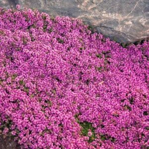 13000+ Magic Carpet Creeping Thyme Seeds - Beautiful Ground Cover Flower Seeds Perennial Flower Seeds for Landscaping