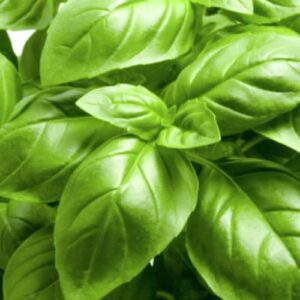 Italian Large Leaf Basil Seed Pods (3) for HydroGarden