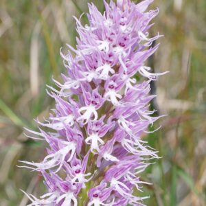 Naked Man Orchid Seeds Orchis Italica, Italian Orchid Fascinating and Unique Species of Orchid Distinctive and Intriguing Flower Shape for Gardens Outdoor 200Pcs Flower Seeds by YEGAOL Garden