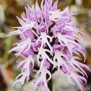 Naked Man Orchid Seeds Orchis Italica, Italian Orchid Fascinating and Unique Species of Orchid Distinctive and Intriguing Flower Shape for Gardens Outdoor 200Pcs Flower Seeds by YEGAOL Garden