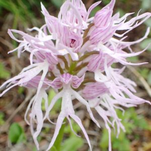 Naked Man Orchid Seeds Orchis Italica, Italian Orchid Fascinating and Unique Species of Orchid Distinctive and Intriguing Flower Shape for Gardens Outdoor 200Pcs Flower Seeds by YEGAOL Garden