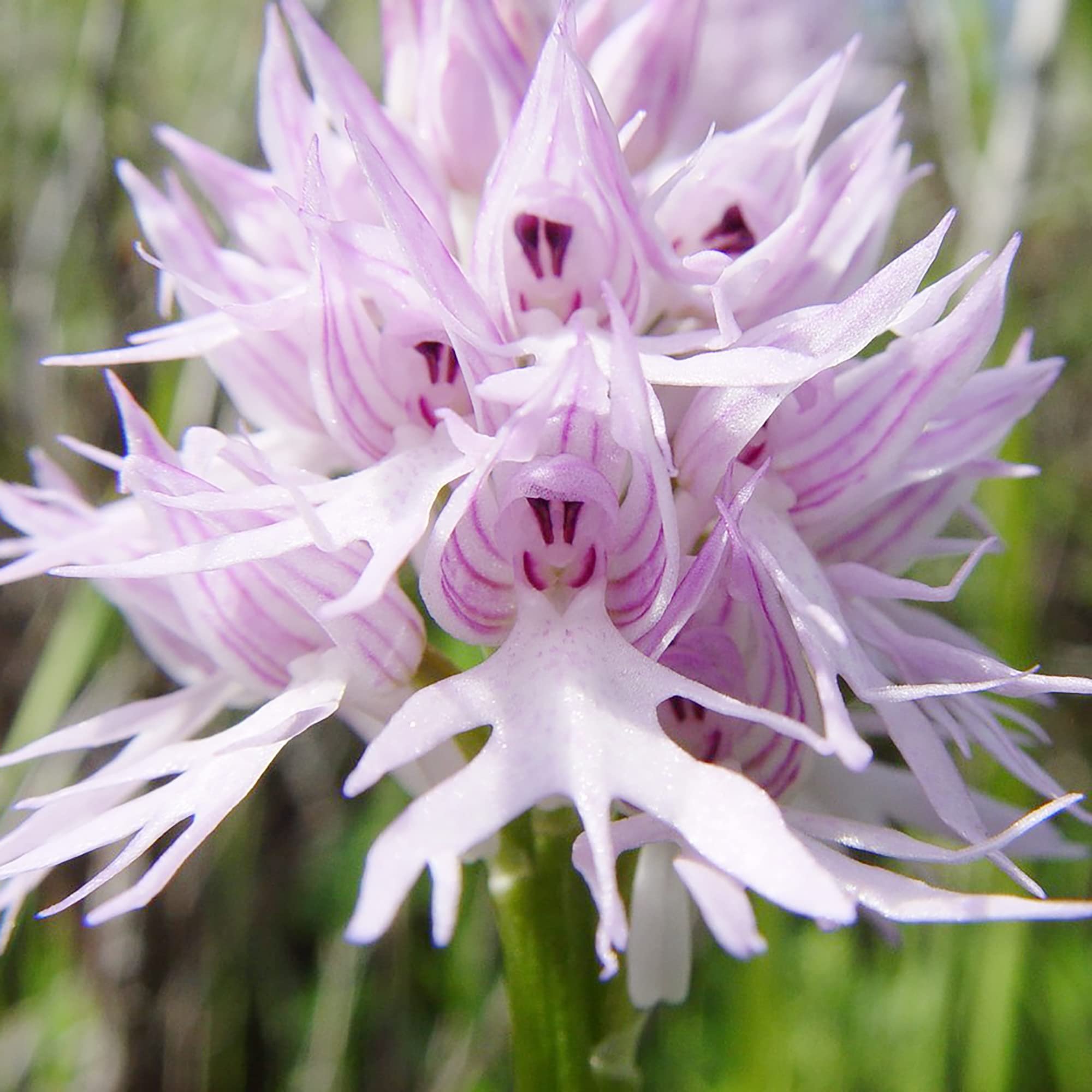 Naked Man Orchid Seeds Orchis Italica, Italian Orchid Fascinating and Unique Species of Orchid Distinctive and Intriguing Flower Shape for Gardens Outdoor 200Pcs Flower Seeds by YEGAOL Garden