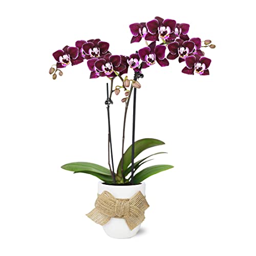 Just Add Ice JA5152 Purple Orchid in White Ceramic with Burlap Bow - Live Indoor Plant, Long-Lasting Flowers, Gift for Mother's Day, Spring, Shabby Chic, Rustic Farmhouse - 2.5" Diameter, 9" Tall