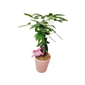 Money Tree Braided Bonsai in Tall 6" Ceramic Pot