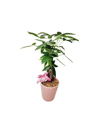 Money Tree Braided Bonsai in Tall 6" Ceramic Pot