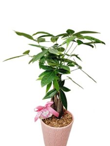 money tree braided bonsai in tall 6" ceramic pot