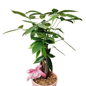 Money Tree Braided Bonsai in Tall 6" Ceramic Pot