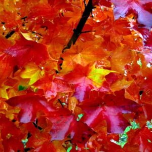 fresh seeds - 10 seeds red sunset japanese maple acer rubrum tree, landscaping or bonsai