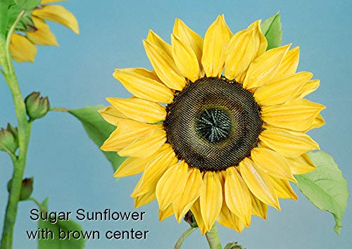 Sunflower Petal Cutters (set of 4 sizes)