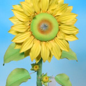 Sunflower Petal Cutters (set of 4 sizes)