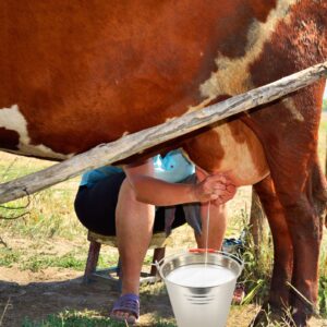 STOBAZA Stainless Steel Bucket with Lid and Handle Milk Bucket Dairy Pail Milk Can Tote Jug Ash Bucket Ranch Milking Bucket Livestock Care Supplies 22CM