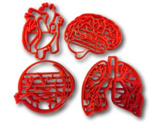 human tissue anatomy cookie cutter (set of 4)