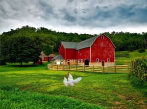 farm red barn kitchen glass cutting board barn decorative gift farmhouse ranch piglets design