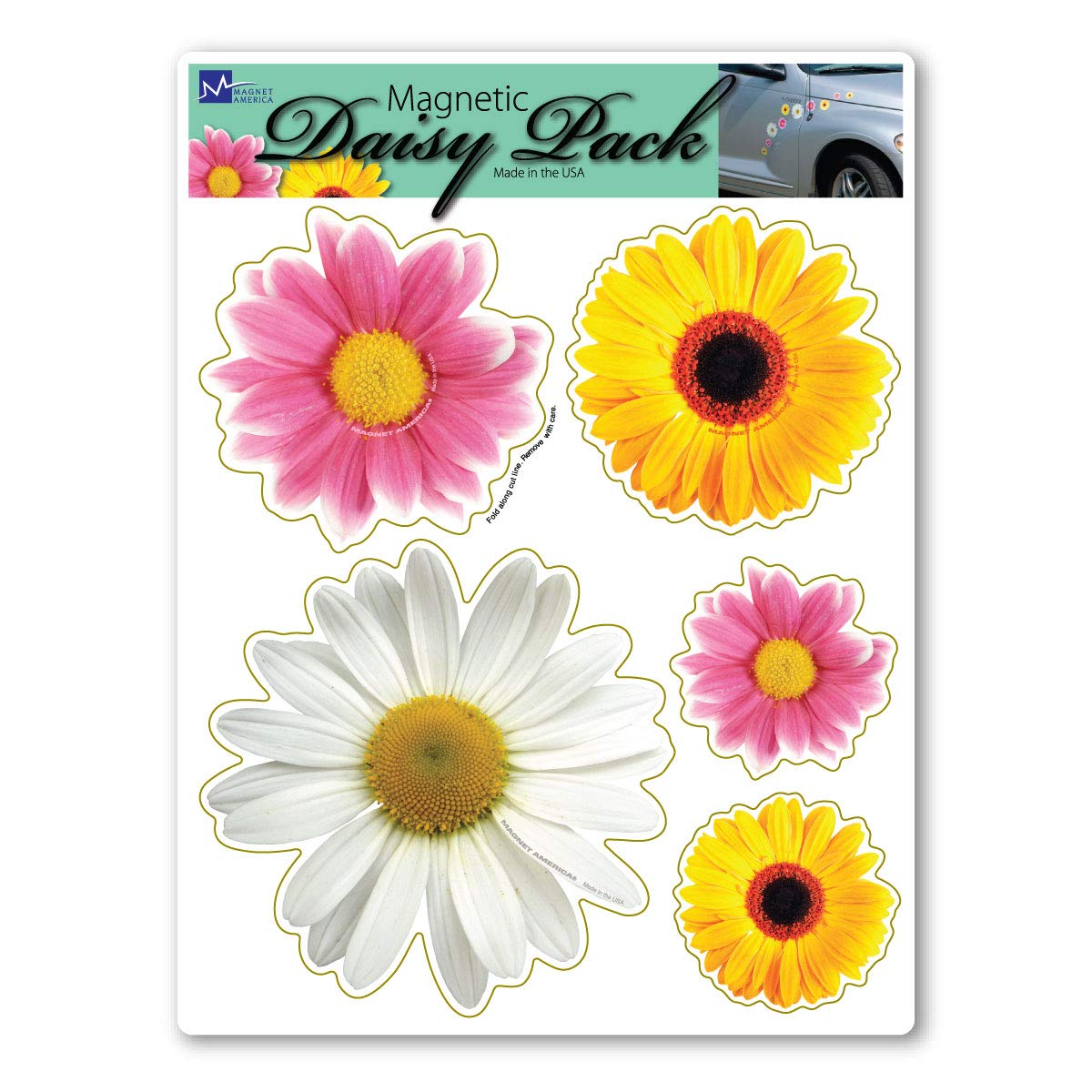 Daisy Flower Pack Magnet by Magnet America is 8" x 6" Made for Vehicles and Refrigerators