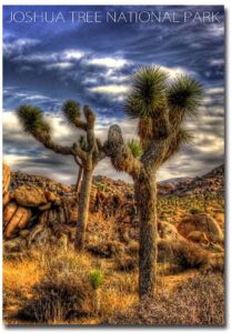 joshua tree national park, california fridge magnet size 2.5" x 3.5"