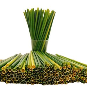 txv mart eco-friendly disposable party grass straws drinking 100% natural, biodegradable, and compostable (pack of 100)