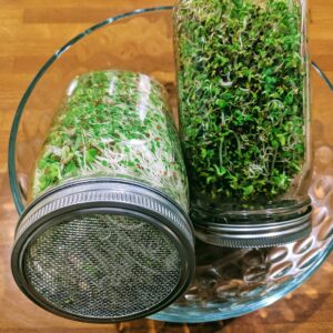 Sprouting Jar with Screen Lid-316 Stainless Steel 100% Rust Free, Wide Mouth Quart Mason Jar Kit Sprouter, Organic Healthy Fresh Broccoli, Alfalfa, Mung Bean Sprouts and more (Seeds not included)