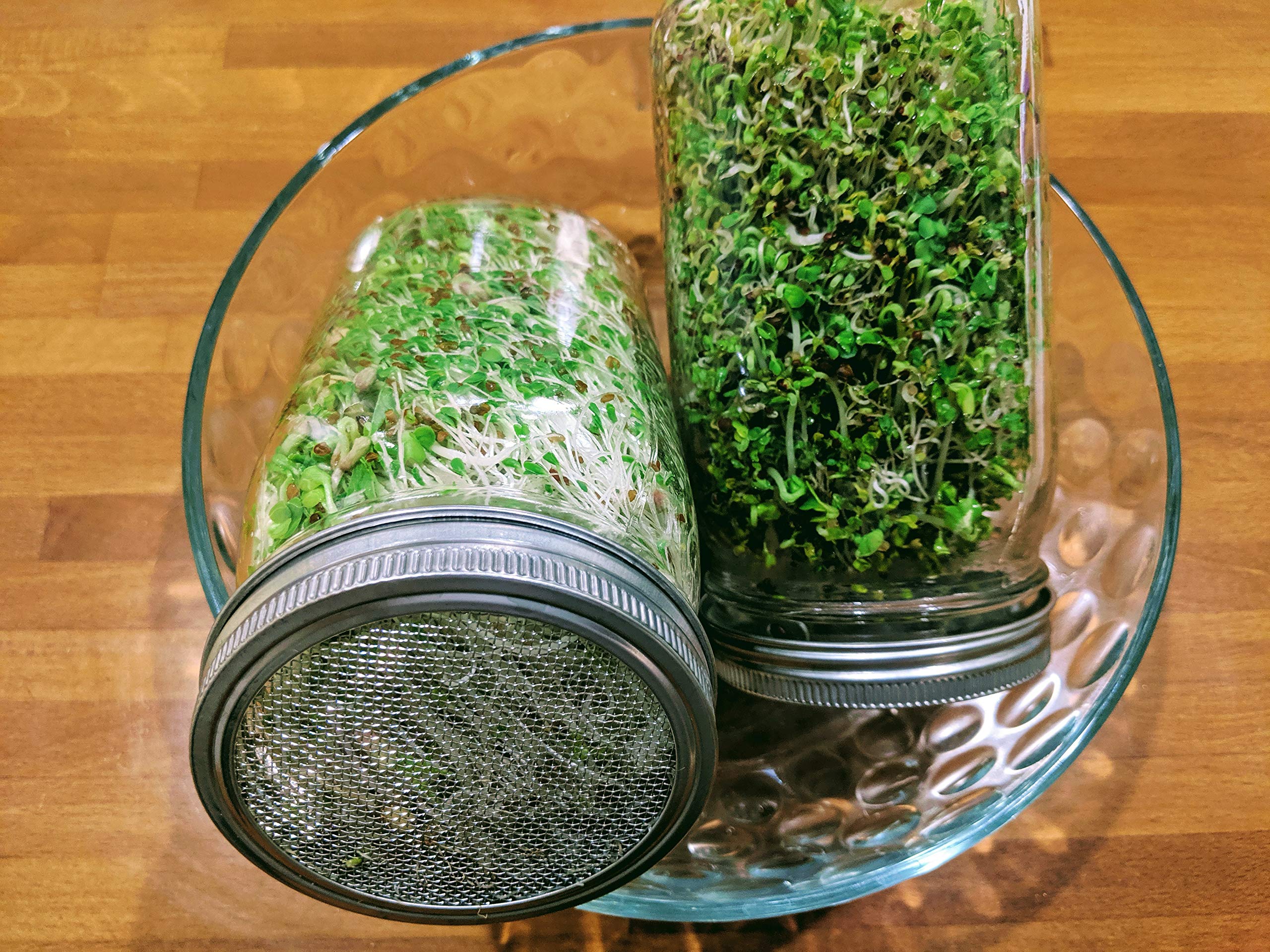 Sprouting Jar with Screen Lid-316 Stainless Steel 100% Rust Free, Wide Mouth Quart Mason Jar Kit Sprouter, Organic Healthy Fresh Broccoli, Alfalfa, Mung Bean Sprouts and more (Seeds not included)