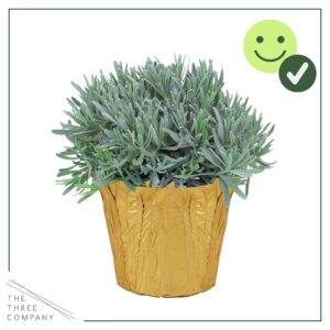 Live Aromatic and Healthy Herb - Lavender, Improves Sleep Quality, Wrapped in Deco Cover, 14" Tall by 6" Wide in 1.25 Quart Pot