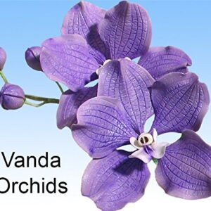 Vanda Orchid Cutter Set by WSA