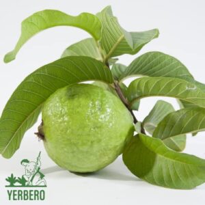 Yerbero - Hoja De Guayaba Entera (.75 oz - 22gr) Whole Dried Guava Leaf | 100% All Natural Delicious| 20+ Servings | From Mexico.