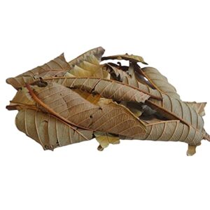 Yerbero - Hoja De Guayaba Entera (.75 oz - 22gr) Whole Dried Guava Leaf | 100% All Natural Delicious| 20+ Servings | From Mexico.