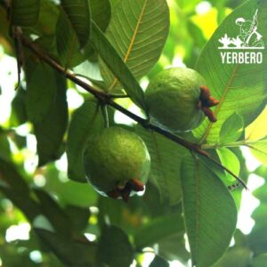 Yerbero - Hoja De Guayaba Entera (.75 oz - 22gr) Whole Dried Guava Leaf | 100% All Natural Delicious| 20+ Servings | From Mexico.