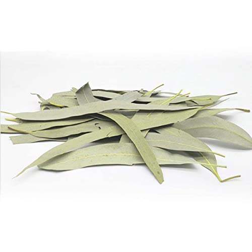 Whole Eucalyptus Leaves, Natural Eucalyptus Herb Leaves, 114g (4.0 oz)