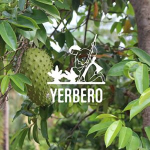 Yerbero - Te Hoja De Guanabana 1oz (28g) | Graviola Leaf - Whole Soursop Leaves | Stand Alone Resealable Bag, Crafted By Nature 100% All Natural Delicious Fresh Tea | From Mexico.