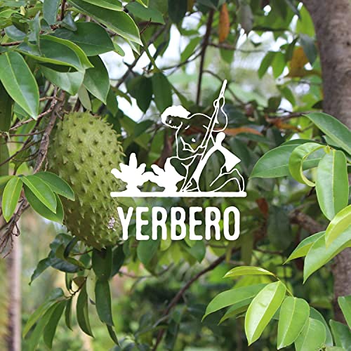 Yerbero - Te Hoja De Guanabana 1oz (28g) | Graviola Leaf - Whole Soursop Leaves | Stand Alone Resealable Bag, Crafted By Nature 100% All Natural Delicious Fresh Tea | From Mexico.