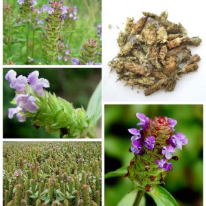 Dried Whole Self Heal Herbs, Natual Pure Self Heal, 2.0oz