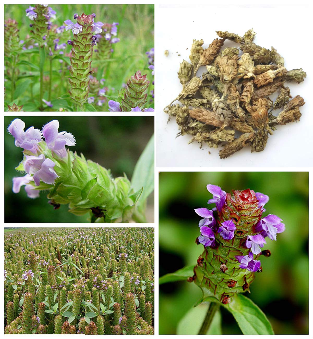 Dried Whole Self Heal Herbs, Natual Pure Self Heal, 2.0oz