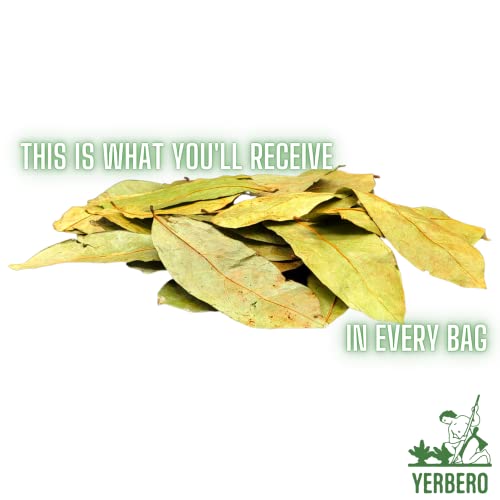 Yerbero - Whole Wildcrafted Dried Graviola Soursop Leaves 1 LB (453g - 1300+ Leaves Per Bag) Hoja De Guanabana Seca, Crafted By Nature | Vacuum Sealed for Freshness | From Mexico | Premium Quality.