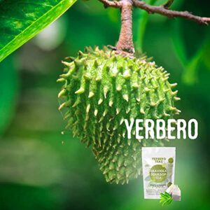 Yerbero - Whole Wildcrafted Dried Graviola Soursop Leaves 1 LB (453g - 1300+ Leaves Per Bag) Hoja De Guanabana Seca, Crafted By Nature | Vacuum Sealed for Freshness | From Mexico | Premium Quality.