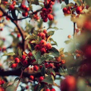 Whole Rosehips | Wild Harvest from Eastern Europe