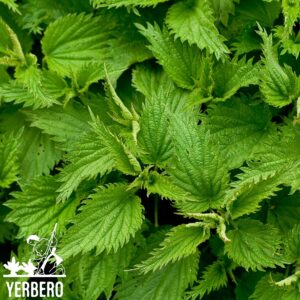 Yerbero - Stinging Nettle Leaf & Root Loose Tea 4oz (113 gr) | Urtica Dioica | Makes 30+ Cups | Wildcrafted, Stand Up Resealable Bag | Crafted By Nature100% All Natural, non-GMO, Gluten-free.