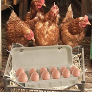 PerKoop 240 Pcs 2x6 Egg Cartons Bulk 1 Dozen Cardboard Egg Cartons Paper Pulp Egg Cartons for Farm Market Family Kitchen Storing Eggs, Chicken Eggs