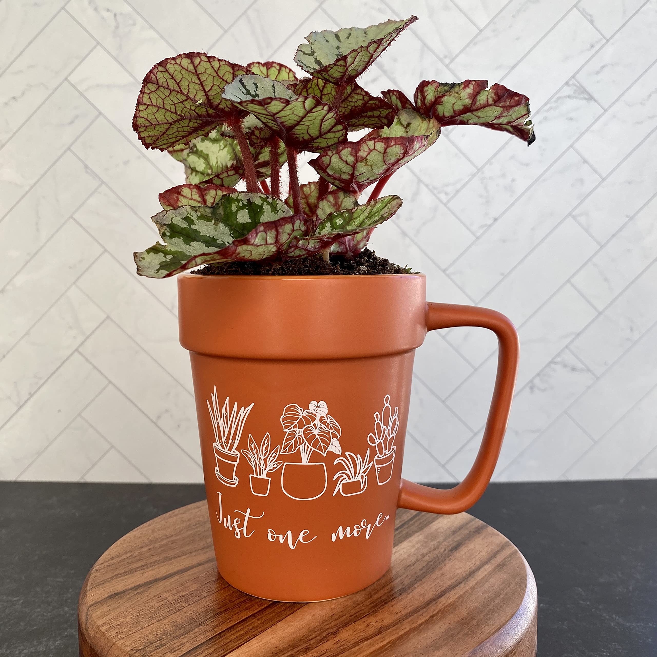 Plant Mug - Plant Gift - Plant Lady - Plant Lover Gift - Crazy Plant Lady - Coffee Lover Gift - Gift for Her - Gift for Mom - Garden Mug