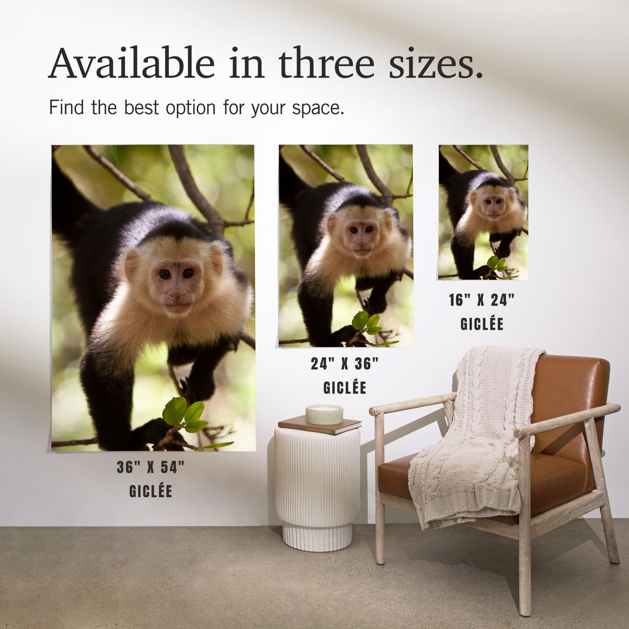 Lantern Press 16x24 Inch Giclee Art Print Wall Decor, Capuchin Monkey