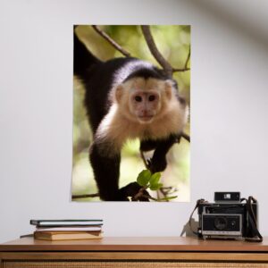 Lantern Press 16x24 Inch Giclee Art Print Wall Decor, Capuchin Monkey