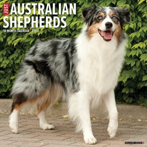 willow creek press australian shepherds monthly 2024 wall calendar (12" x 12")