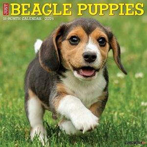 willow creek press beagle puppies monthly 2024 wall calendar (12" x 12")