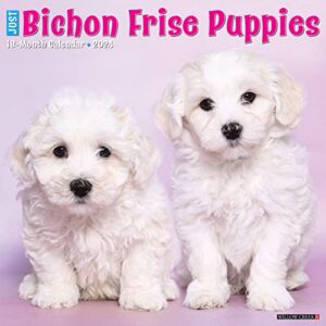 willow creek press bichon frise puppies monthly 2024 wall calendar (12" x 12")