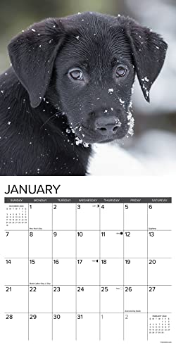 Willow Creek Press Black Lab Puppies Monthly 2024 Wall Calendar (12" x 12")