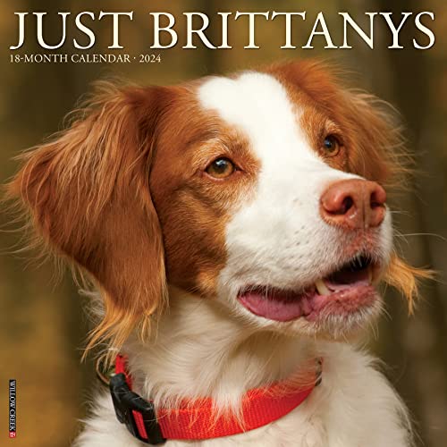 Willow Creek Press Brittanys Monthly 2024 Wall Calendar (12" x 12")