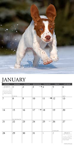 Willow Creek Press Brittanys Monthly 2024 Wall Calendar (12" x 12")