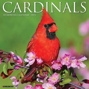 willow creek press cardinals 2024 12" x 12" wall calendar